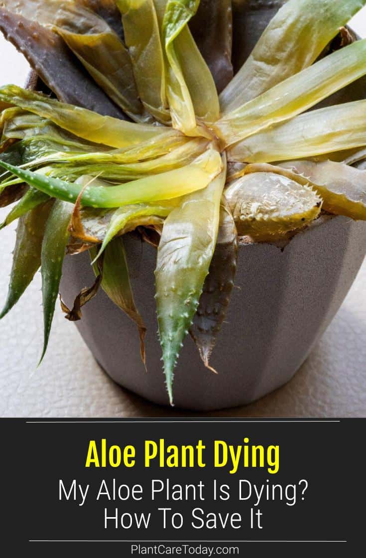 Why Is My Aloe Plant Dying