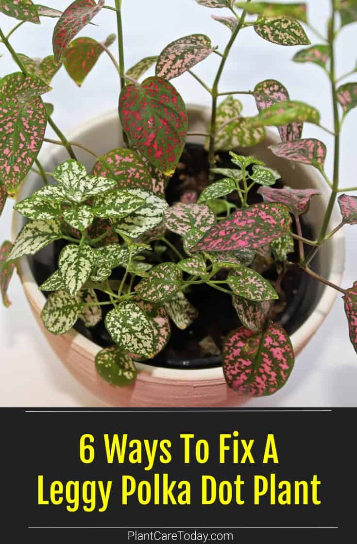 6 Ways To Fix A Leggy Polka Dot Plant