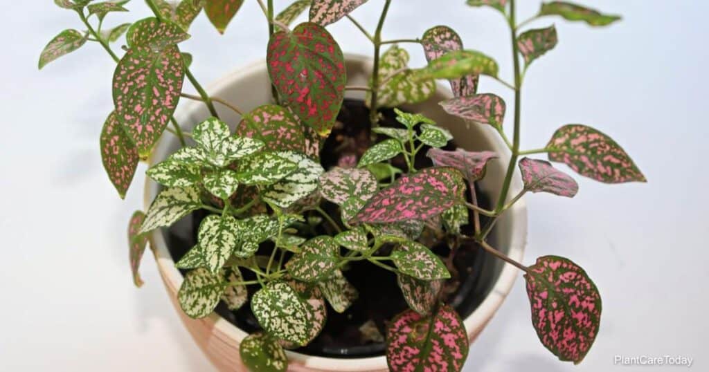 6 Ways To Fix A Leggy Polka Dot Plant 6 Ways To Fix A Leggy Polka Dot Plant