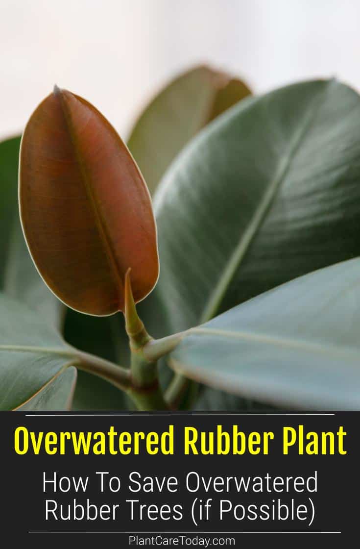Overwatered Rubber Plant How To Save Overwatered Rubber Trees if Overwatered Rubber Plant How To Save Overwatered Rubber Trees if
