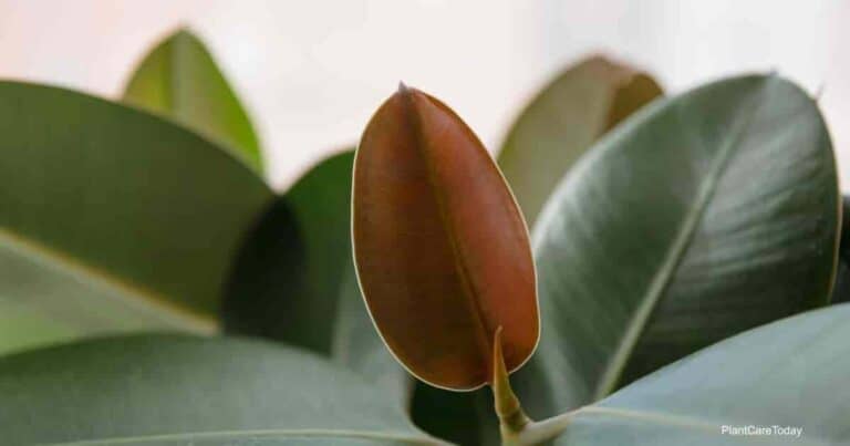 Overwatered Rubber Plant How To Save Overwatered Rubber Trees if overwatered-rubber-plant-how-to-save-overwatered-rubber-trees-if