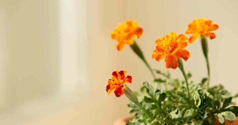 Growing Potted Marigold Plants: How To Care For Marigolds In Containers