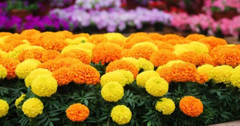 Marigold Plant Diseases: What Diseases Attack Marigold Flowers?