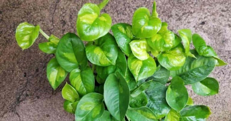 What Is A Global Green Pothos Plant? How To Grow It