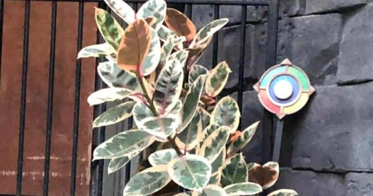 How, When and Why Repot Rubber Plants