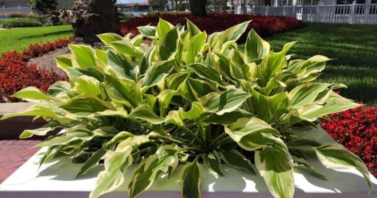 Do Deer Eat Hostas