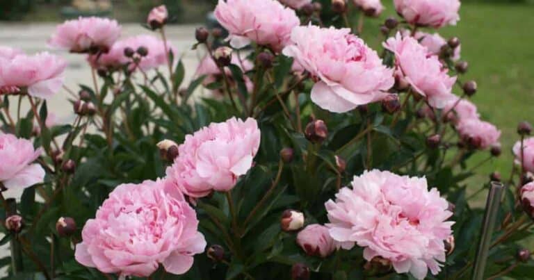 Do Deer Eat Peonies?