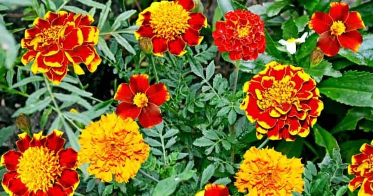 Do Rabbits Eat Marigolds?