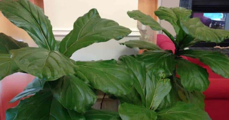 Are Fiddle Leaf Fig Trees Safe For Cats?