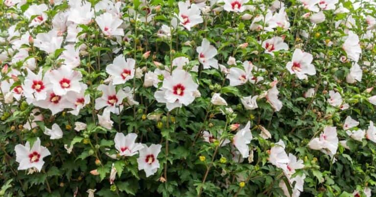 Rose Of Sharon Blooming Time