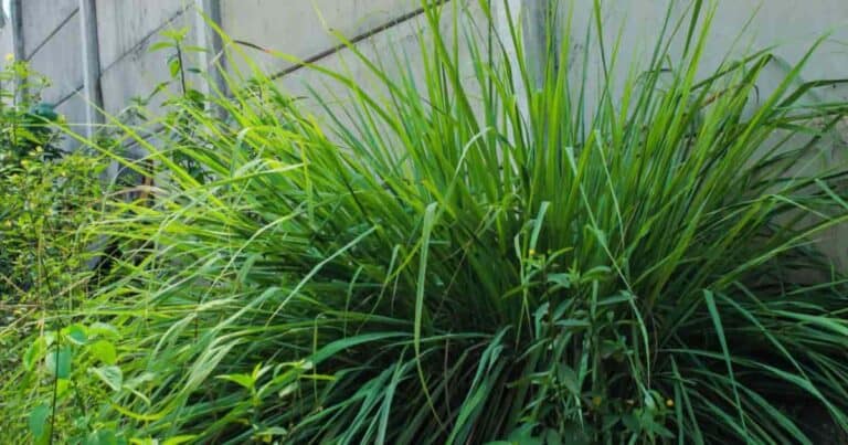 How To Grow and Care For Cymbopogon Nardus