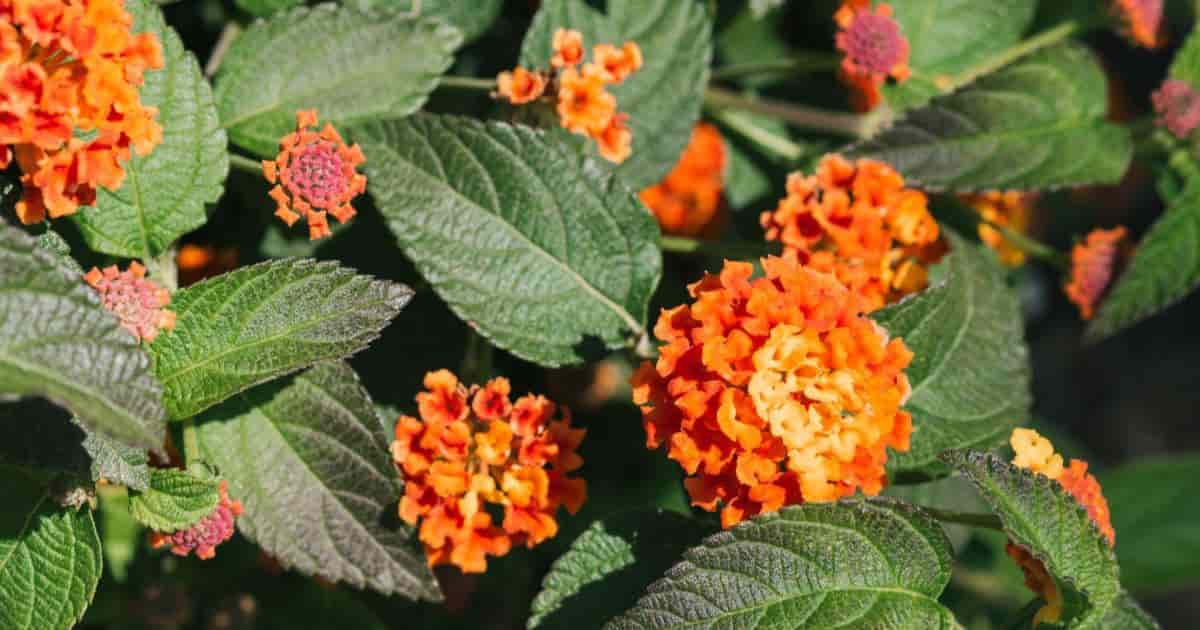 Lantana - Plant Care Today