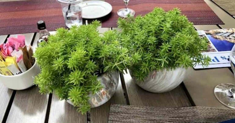 10 Top Coffee Table Plants