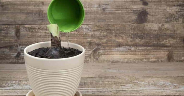 What Is A Bulb Booster Fertilizer? – ReportWire