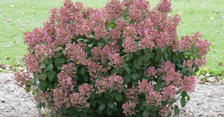 Little Quick Fire Hydrangea Care: All About Growing Panicle Hydrangea