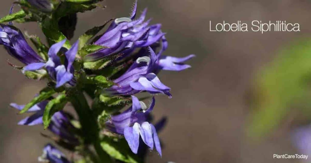 Lobelia Siphilitica Care: All About Growing Great Blue Lobelia
