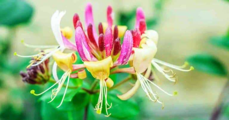 Growing Italian Honeysuckle: Learn Lonicera Caprifolium Care