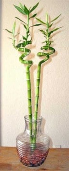 Growing Dracaena Sanderiana: How To Care For Lucky Bamboo Plants