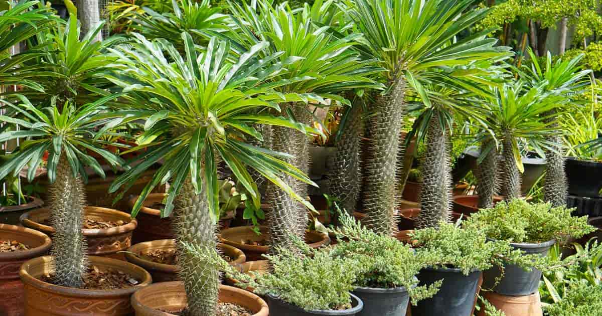Madagascar Palm Care HOW TO Grow Pachypodium Lamerei Madagascar Palm Care HOW TO Grow Pachypodium Lamerei
