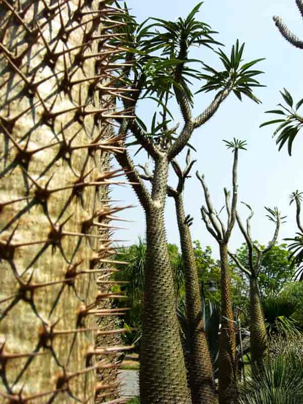 Madagascar Palm Care HOW TO Grow Pachypodium Lamerei Madagascar Palm Care HOW TO Grow Pachypodium Lamerei