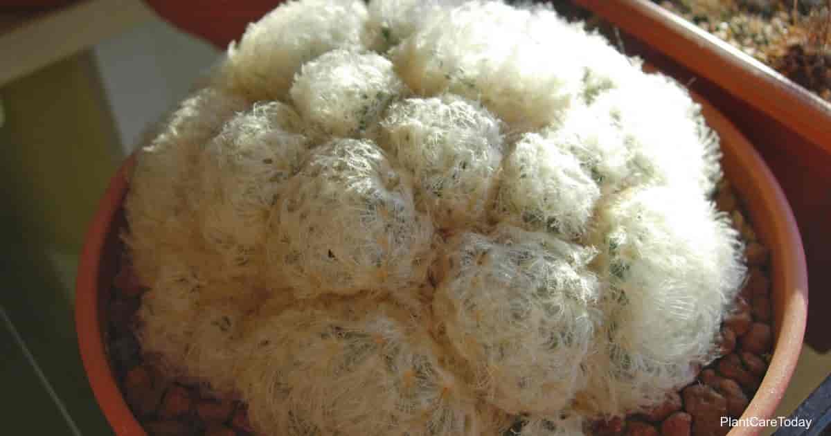 Mammillaria Plumosa Care: Tips On Growing Feather Cactus