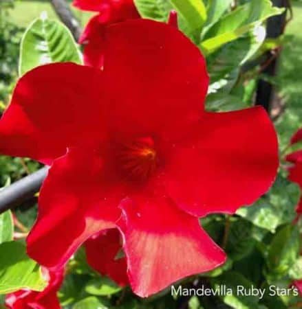 Mandevilla Trellis Vine Care: How To Grow Colorful Rock Trumpet