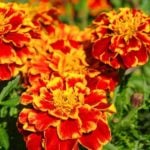 Plant Care Today - Gardening, Landscaping Ideas To Improve The Home