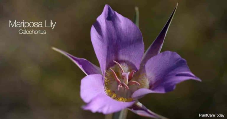 How To Care For Mariposa Lily Bulbs: Growing Calochortus Lily Plants