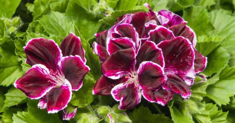 Martha Washington Geranium Care: Growing Regal Geraniums