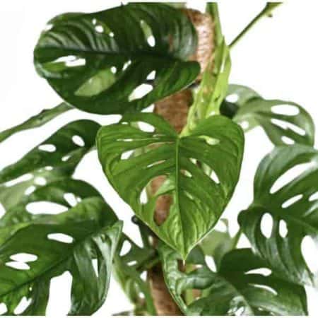 Monstera Adansonii Care: Growing Monstera Friedrichsthalii Plant