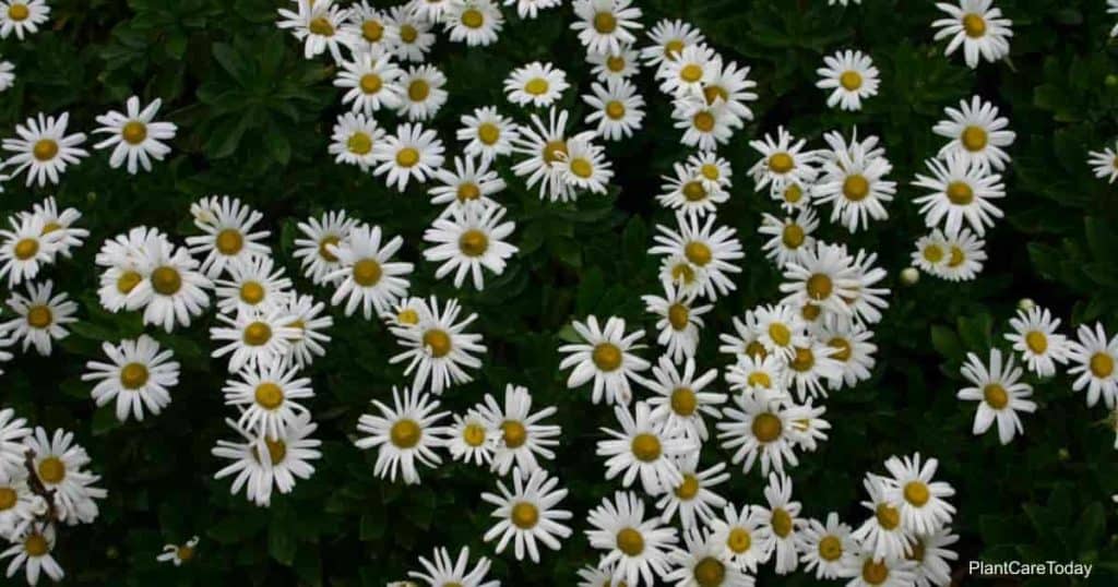 Montauk Daisy Care: Tips On Growing The Nipponanthemum