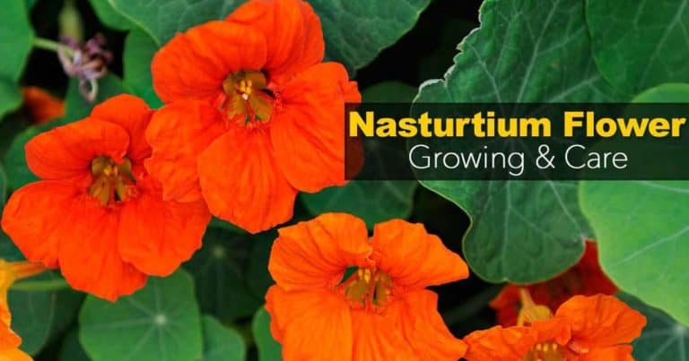 Growing Nasturtiums And How To Care For The Nasturtium Flower