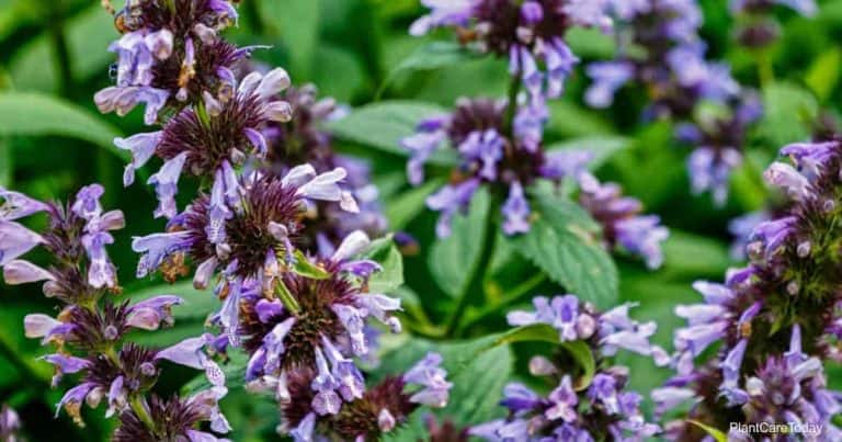 Catmint Plant Care: How To Grow Nepeta Faassenii