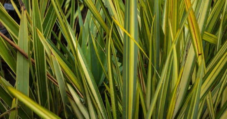 New Zealand Flax Care: Growing the Sword-Like Phormium Tenax