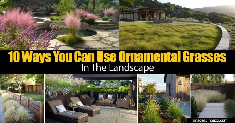 10 Ways You Can Use Ornamental Grasses In The Landscape