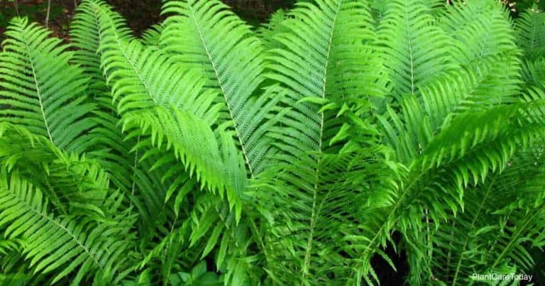Cinnamon Fern Care: Tips For Growing Osmunda Cinnamomea