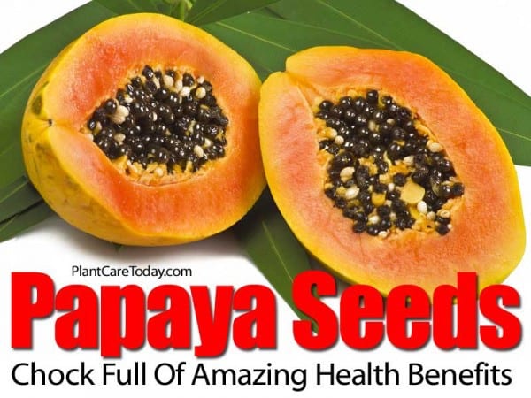 Papaya Seeds Chock Full Of Amazing Health Benefits papaya-seeds-chock-full-of-amazing-health-benefits