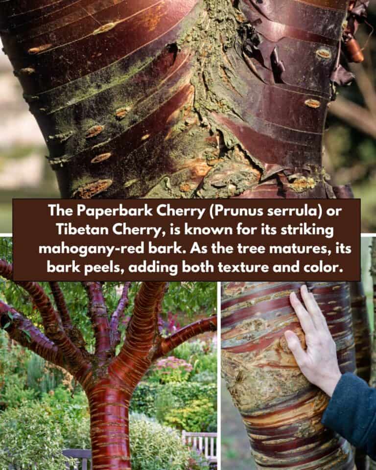 Paperback Cherry - Prunus Serrula: A Care Guide tree