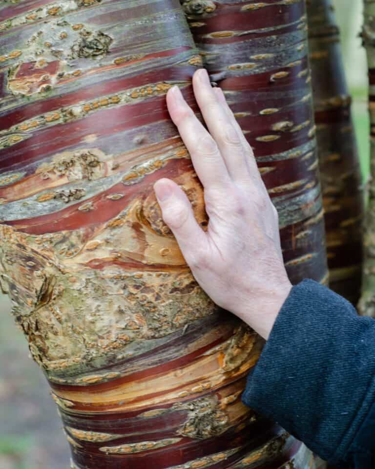 Paperback Cherry - Prunus Serrula: A Care Guide tree