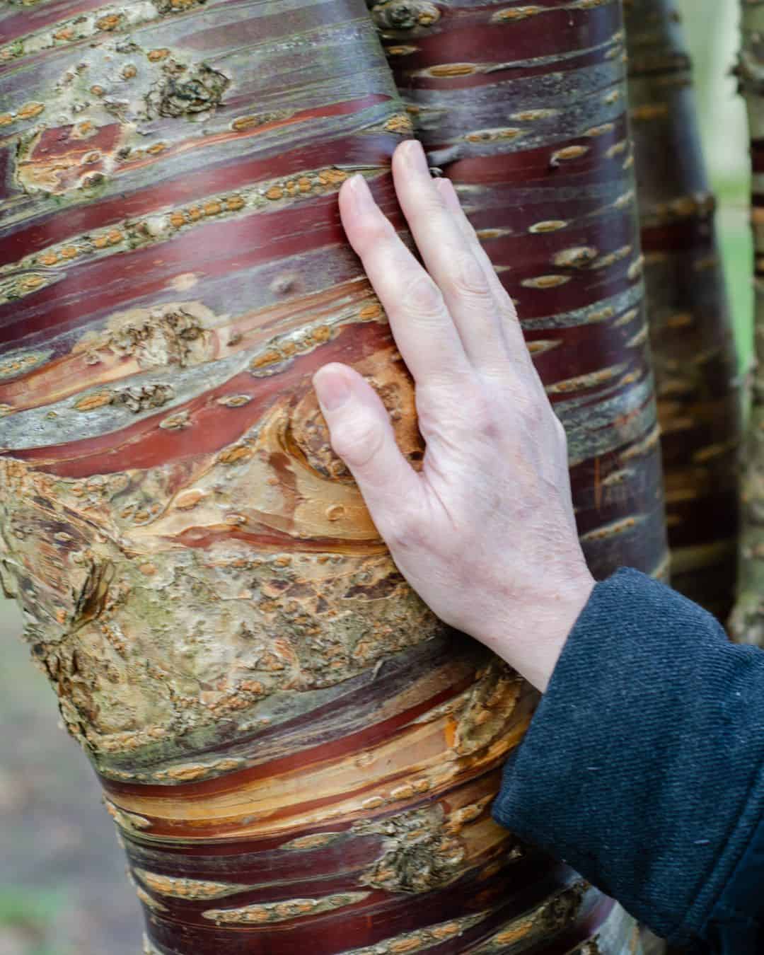 Paperback Cherry - Prunus Serrula: A Care Guide tree