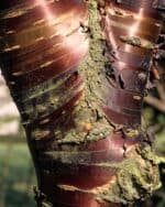 Paperback Cherry - Prunus Serrula: A Care Guide tree