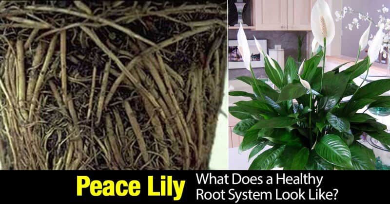 Peace Lily Care: HOW TO Plant Growing Guide