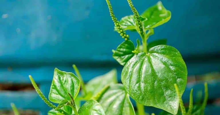 Peperomia Pellucida Info: How To Grow And Care For Shiny Bush