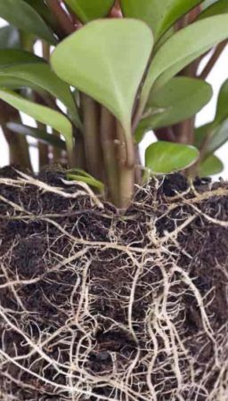 What Makes Peperomia Obtusifolia the Perfect Indoor Plant?