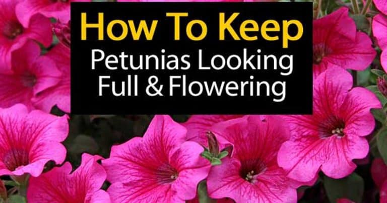 Petunia Flower Care: How To Grow and Keep Petunia Plants Blooming