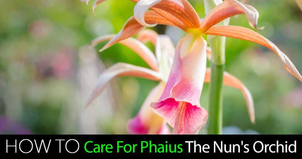 How To Care For Phaius The Nun Orchid