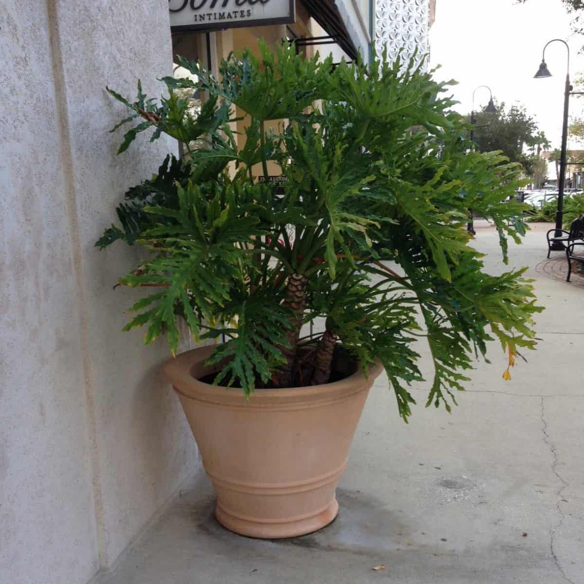 Philodendrons in the Landscape
