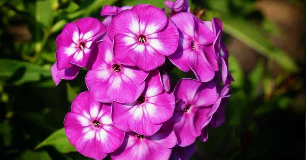 Garden Phlox [Phlox Paniculata] Growing And Care