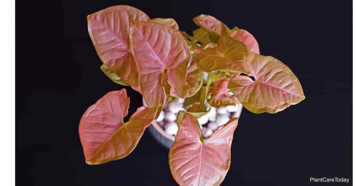 Syngonium Podophyllum Care: How To Grow Butterfly Plants
