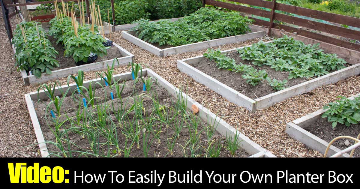 Video How To Easily Build Your Own Planter Box